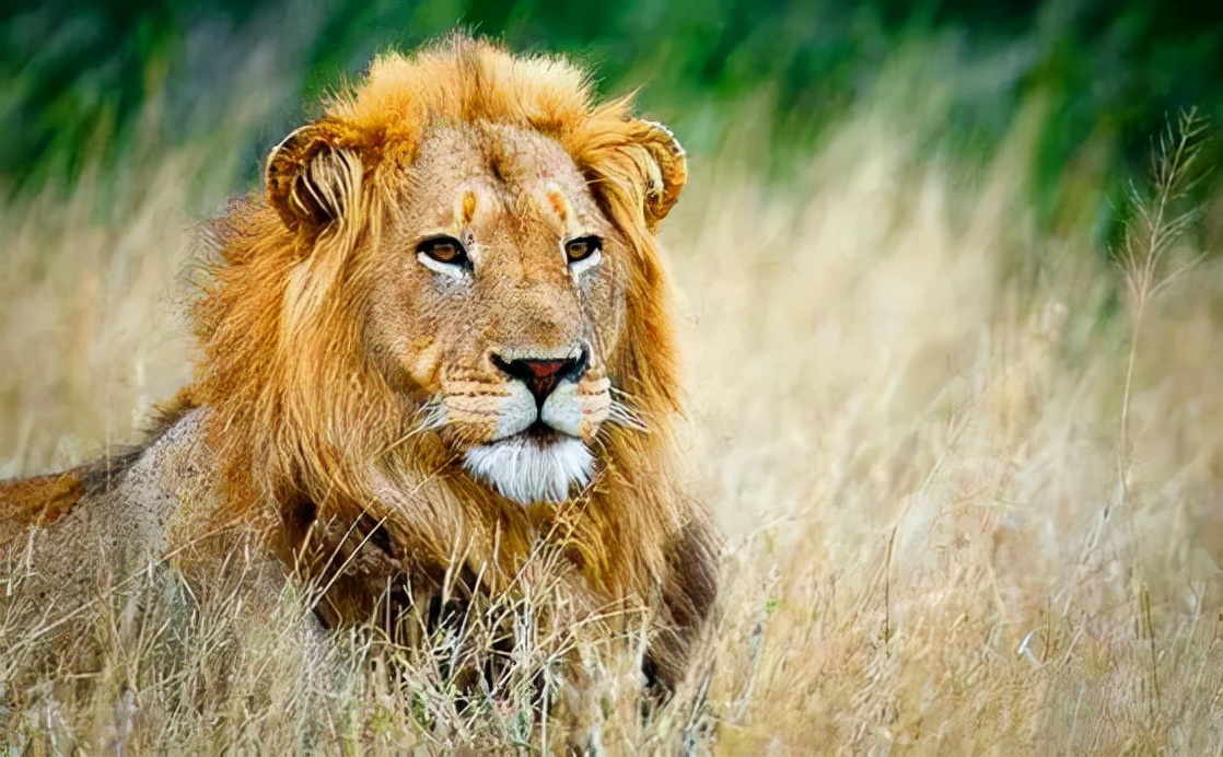 The top ten giant lion king in the world, weighing up to 281 kilograms ...
