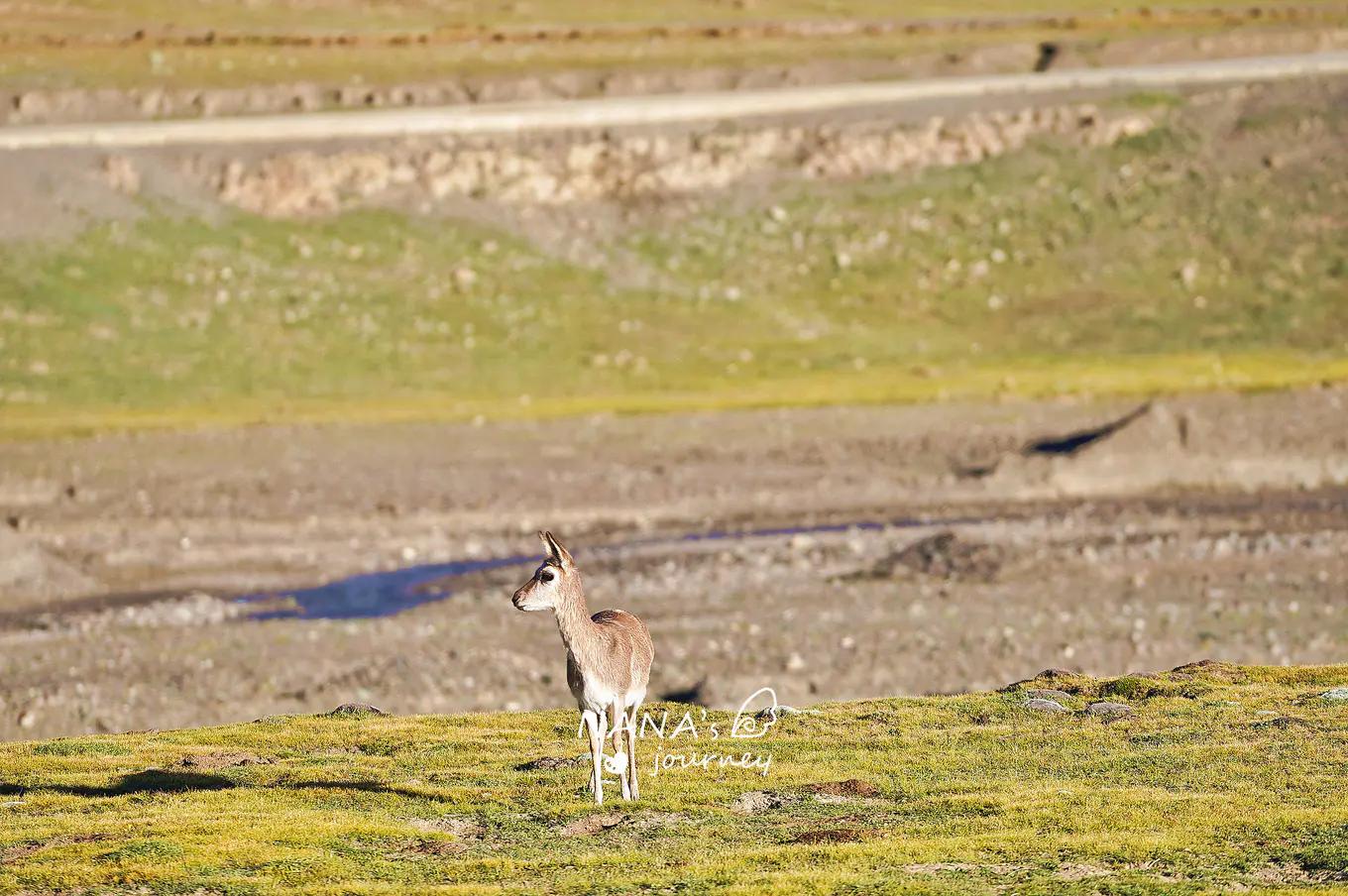 The Most Common Animal In The Tibetan Plateau The Tail Is A Heart the-most-common-animal-in-the-tibetan-plateau-the-tail-is-a-heart