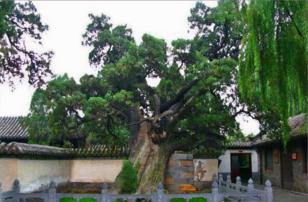 Ranking of the oldest existing trees in China - iNEWS