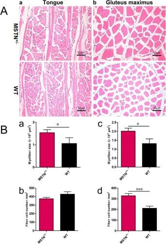 The genetically modified "muscle pig" is full of muscles and mutated ...