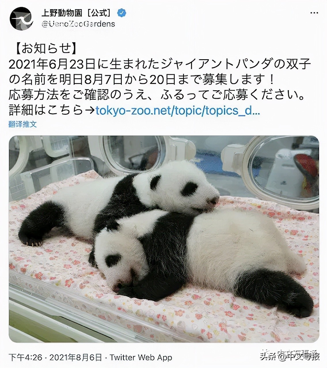 The twin giant pandas in Japan will have names in mid-October - iNEWS