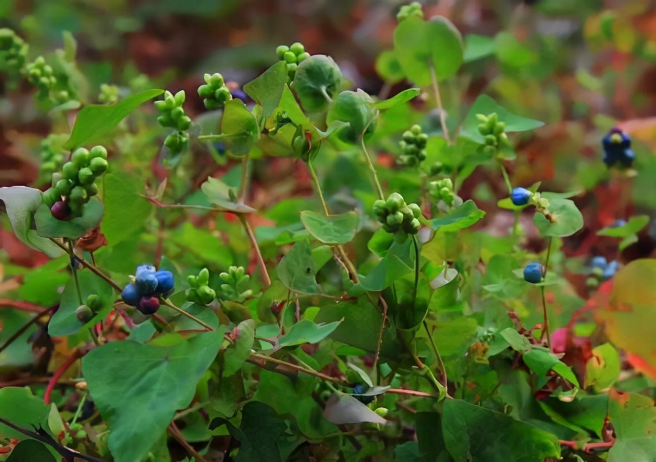 Tao Te Jing Yuan Cheng·Tao Jing Chapter Two·Qu Quan Fu Zhi Pian - iNEWS