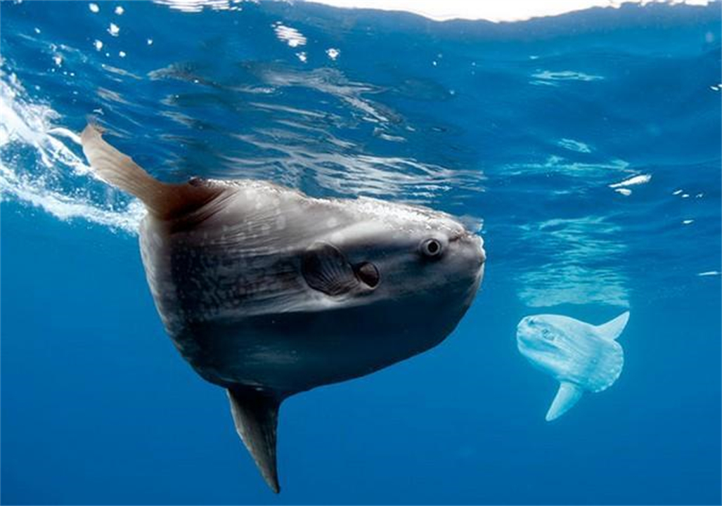 Why is the sunfish that won't escape even if it is bitten? - iNEWS