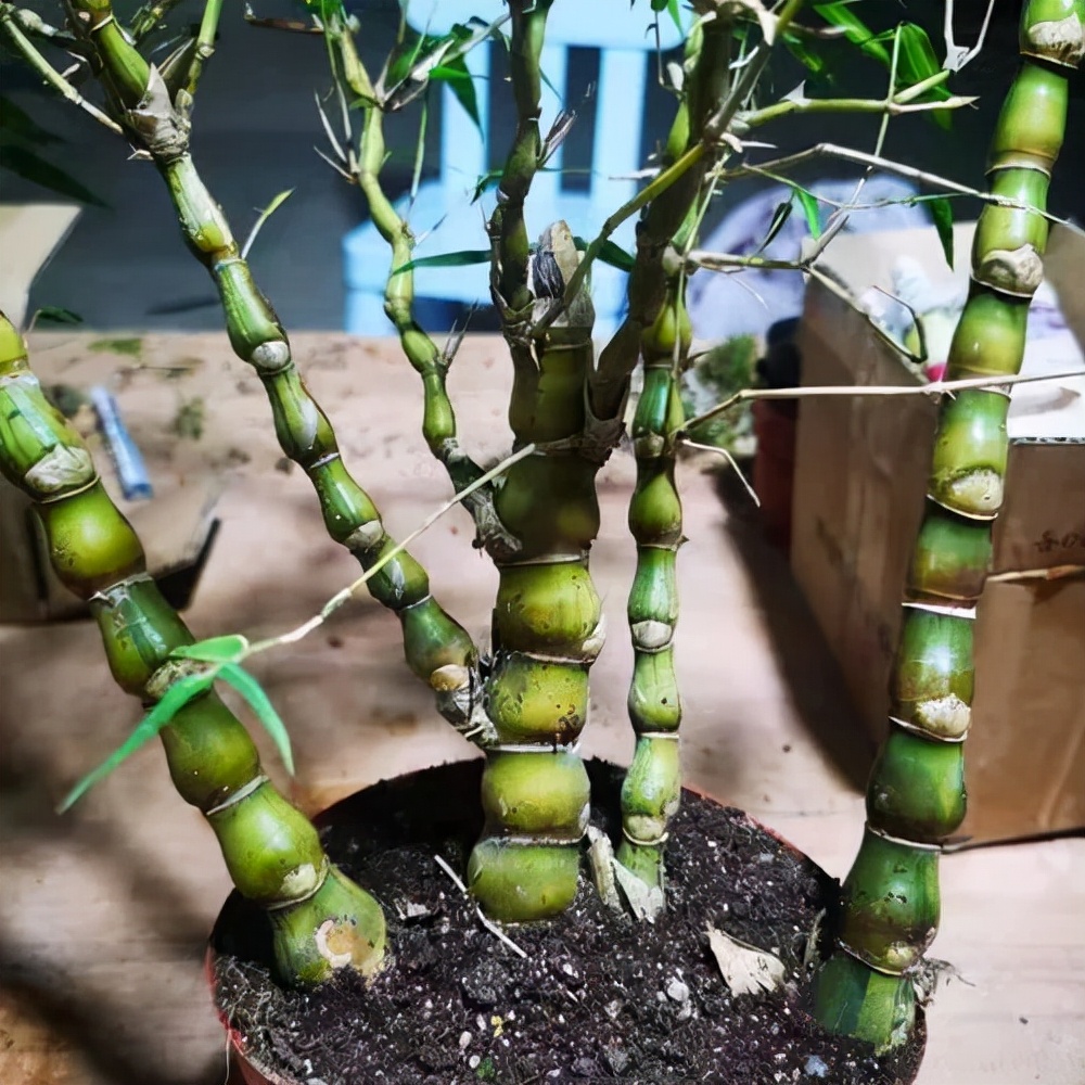 This "fat bamboo" is really peculiar. It has the character and ...