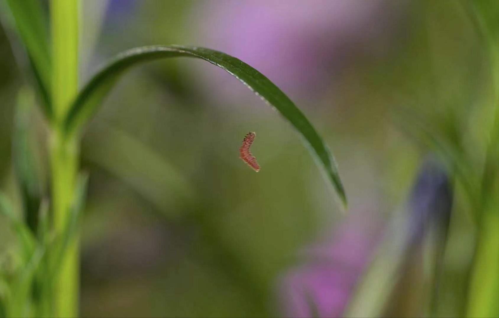 The blue butterfly larvae disguised as queens to enslave the ants, but ...