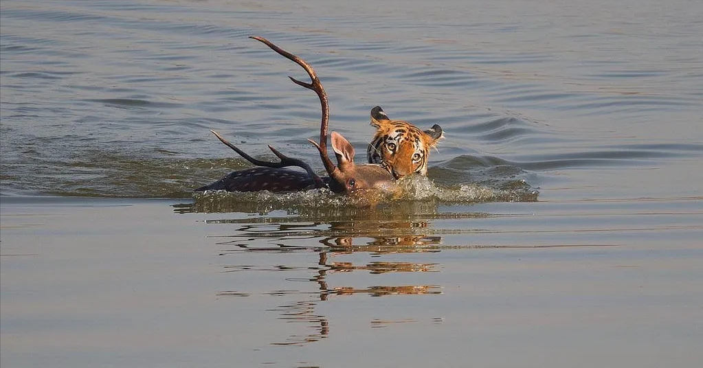 The cruel moments of animal predation that you have never seen before ...