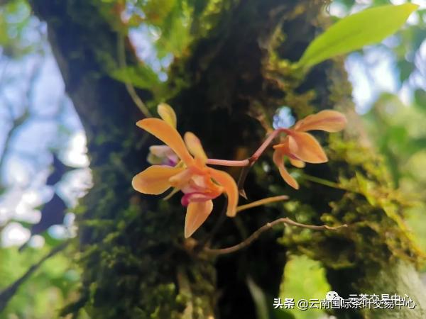 Menghai, Yunnan: More than 2.3 million ancient tea trees are protected ...