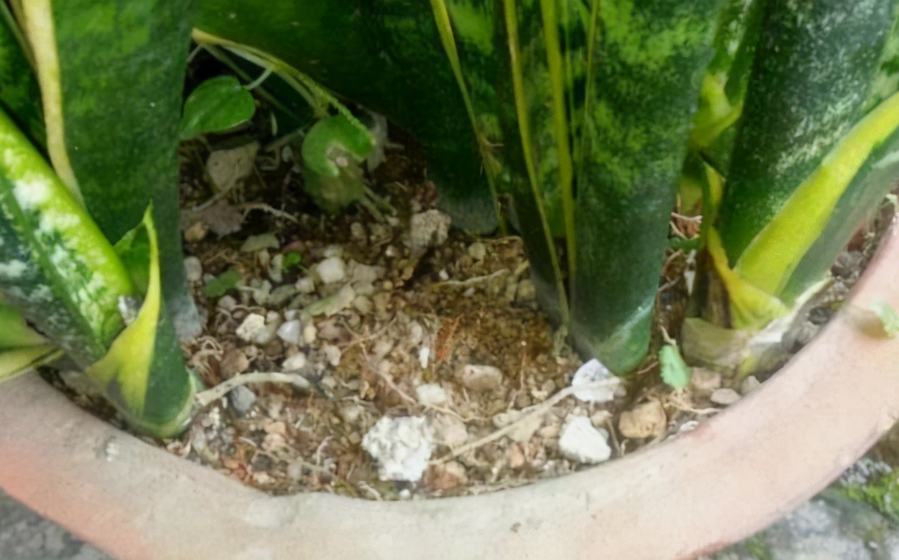 Tiger Piran grows poorly, leave some water in these "three positions ...
