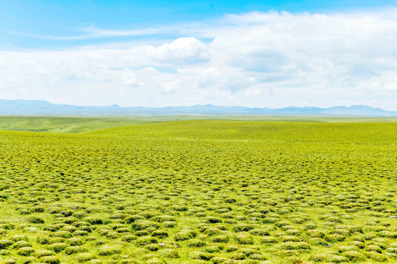 Embracing nature in the Meiren grassland in Gannan, frozen in a ...