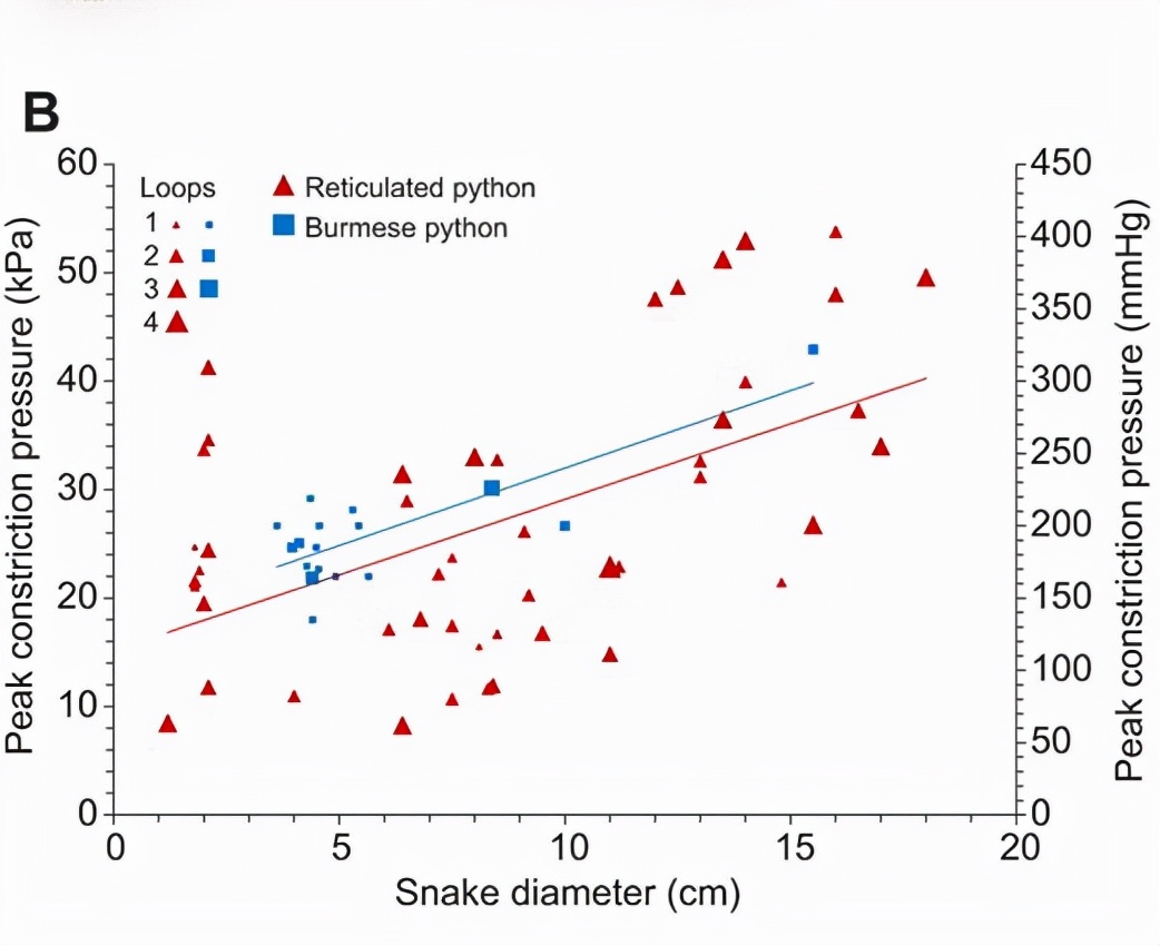 How strong is the python strangulation power?Blood pressure soars ...