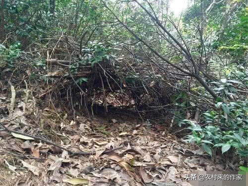 Where do wild boars usually hide to make their nests? How can they ...