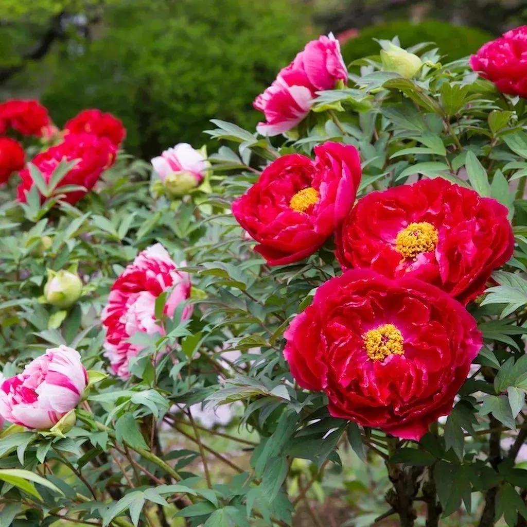 Appreciation and Analysis of "Flowers Blooming Rich and Noble Peony ...