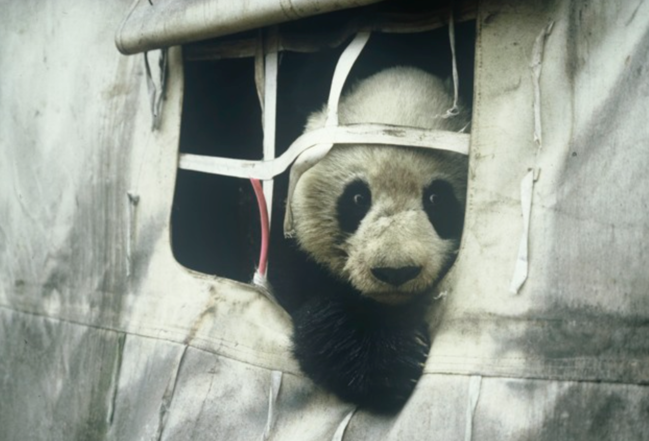 Skinny, listless, and without food, the Chinese national treasure that ...