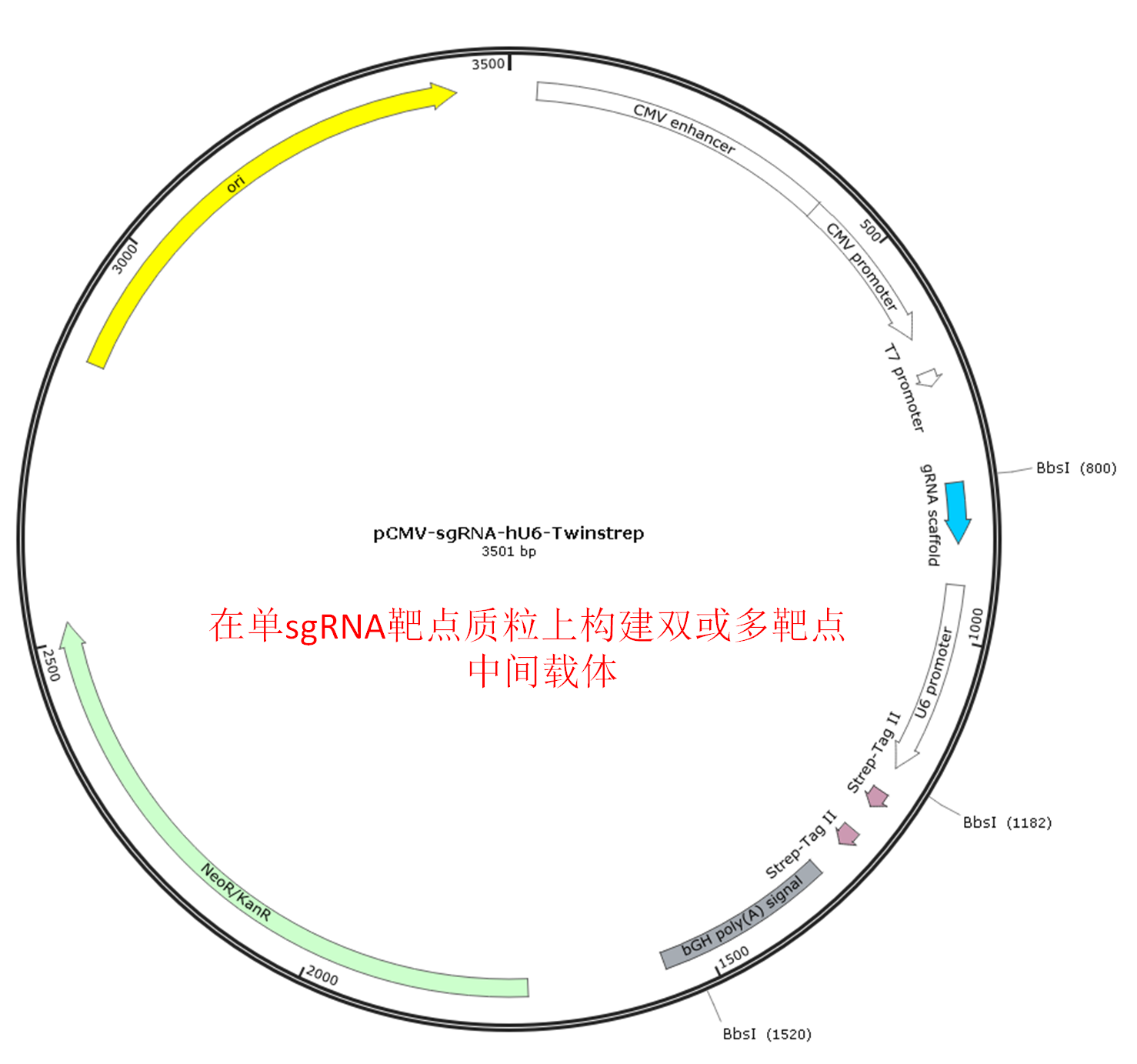 Double sgRNA double target gene editing - iNEWS