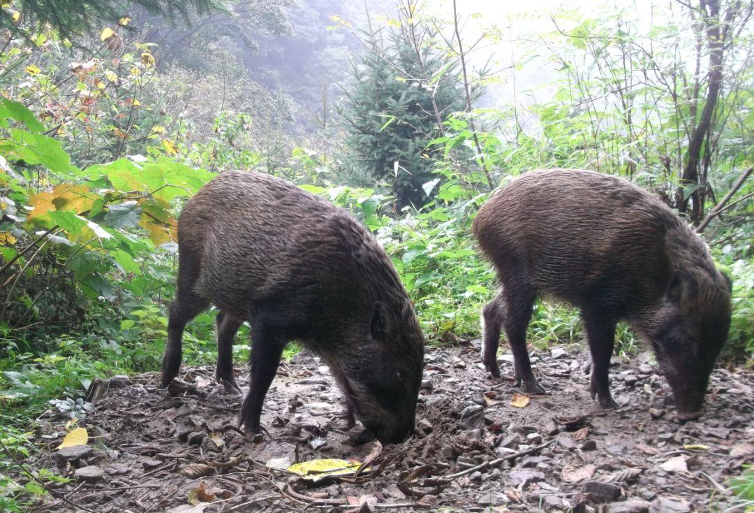 Wild boar overturning the soil carbon emissions exceed 1.1 million cars ...