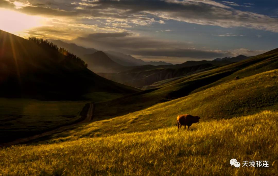 Where is Qi Lian hiding in October?Take you to see Qilian in late ...