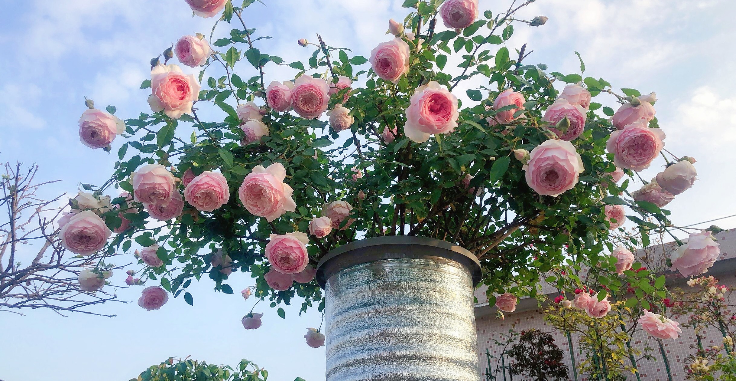 Does your balcony still have a place?Raise a "Misaki" tree, there are ...