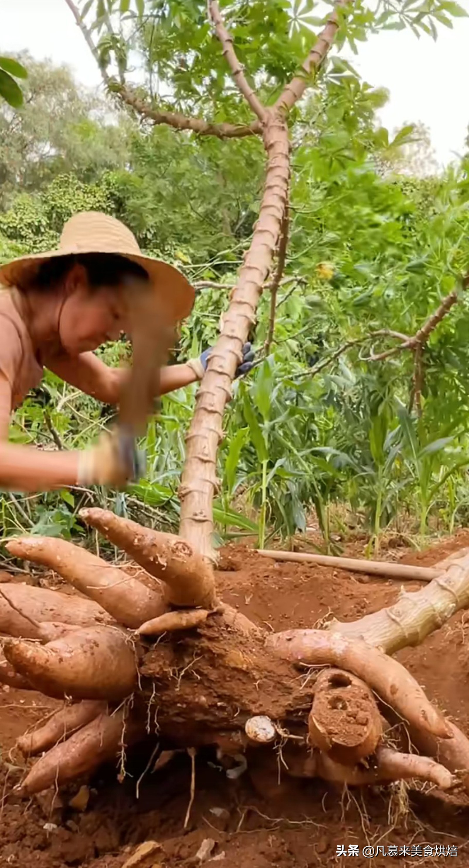 Cut back the cassava that feeds 600 million people around the world and ...