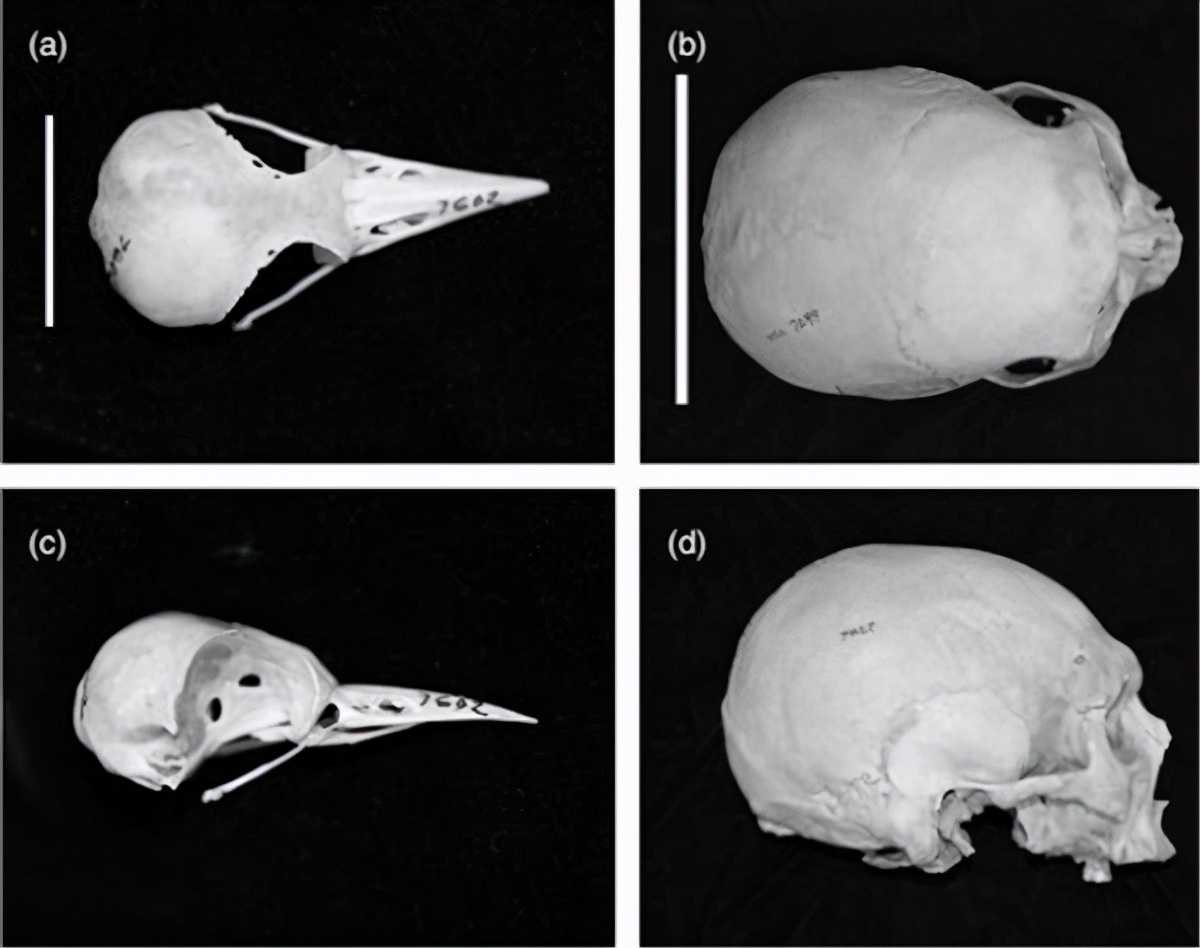 Woodpeckers, whose woodpeckers are faster than the speed of sound, don ...