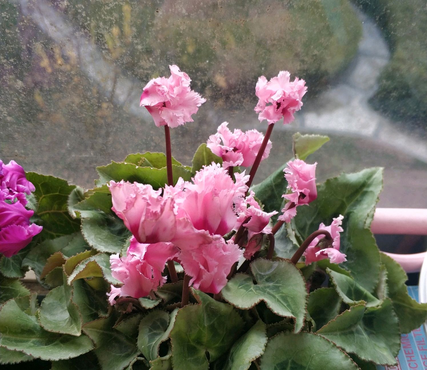 I bought a potted rabbit ear flower, but the leaves are drooping after ...
