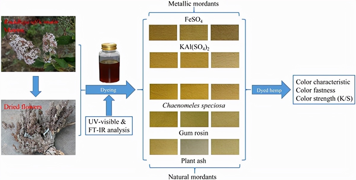 New research rejuvenates traditional plant dyeing - iNEWS