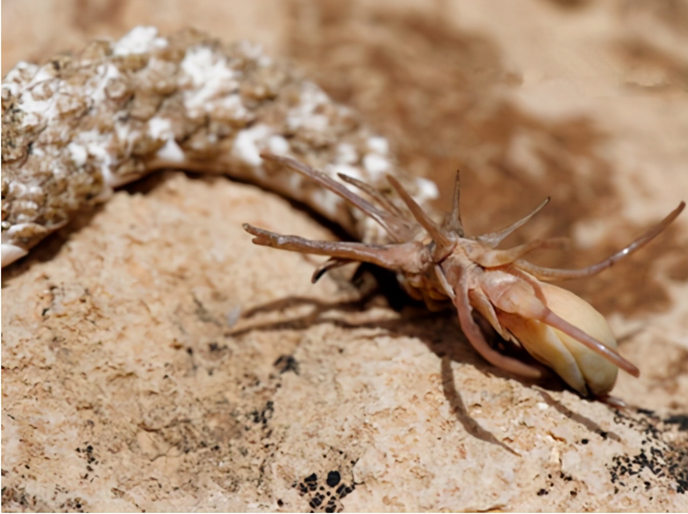Spider-tailed snakes are like a combination of snakes and spiders ...