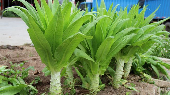 The royal tribute dish of the Qing Dynasty, which looks like lettuce ...