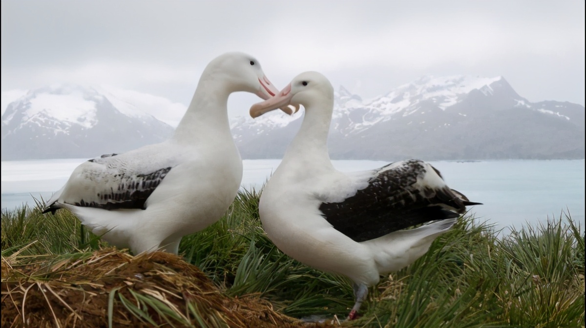 What are the "monogamous" animals in nature? How to determine which ...