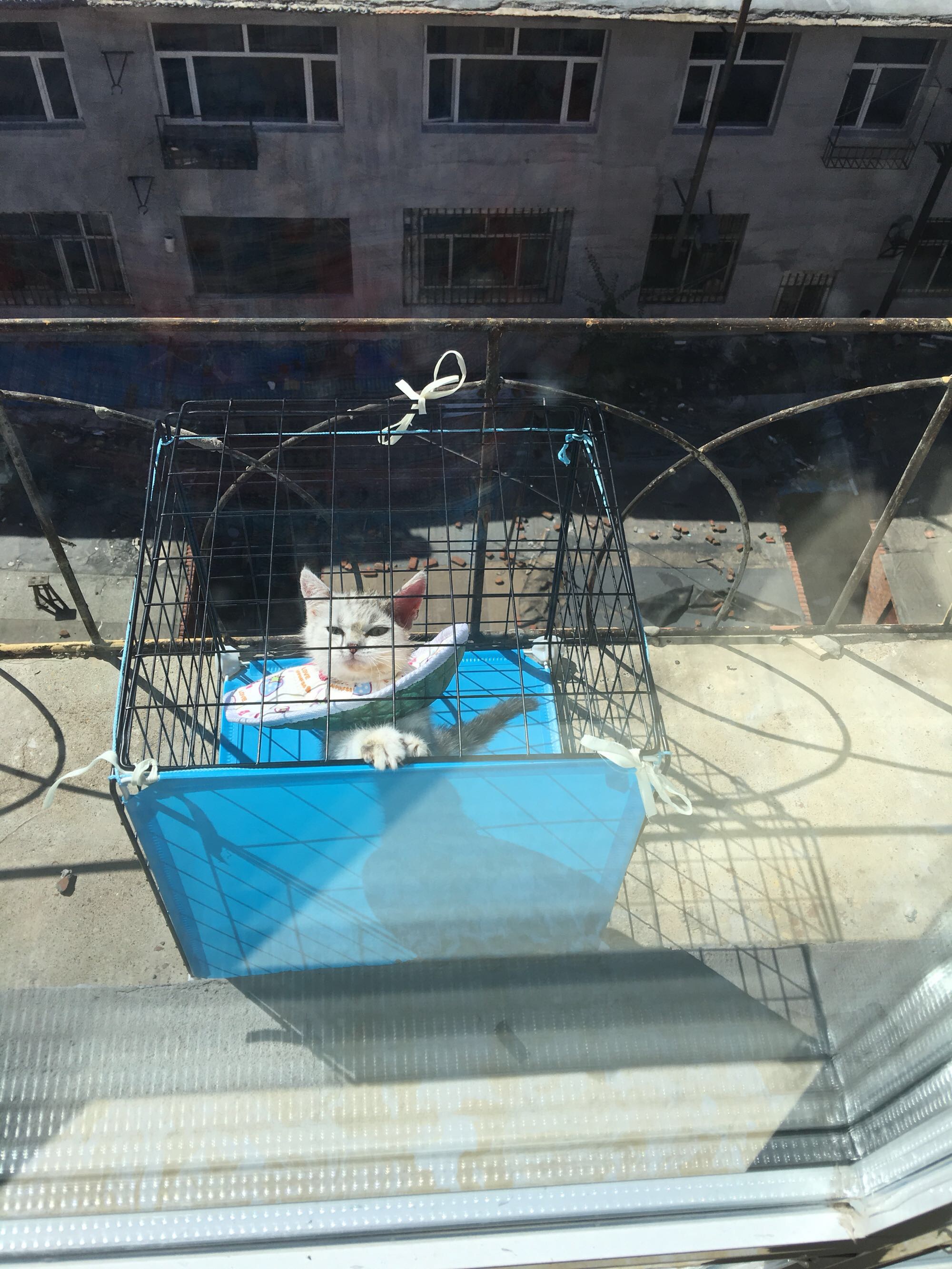 Cat moss is not terrible, it takes more than medicine to fight it, but ...