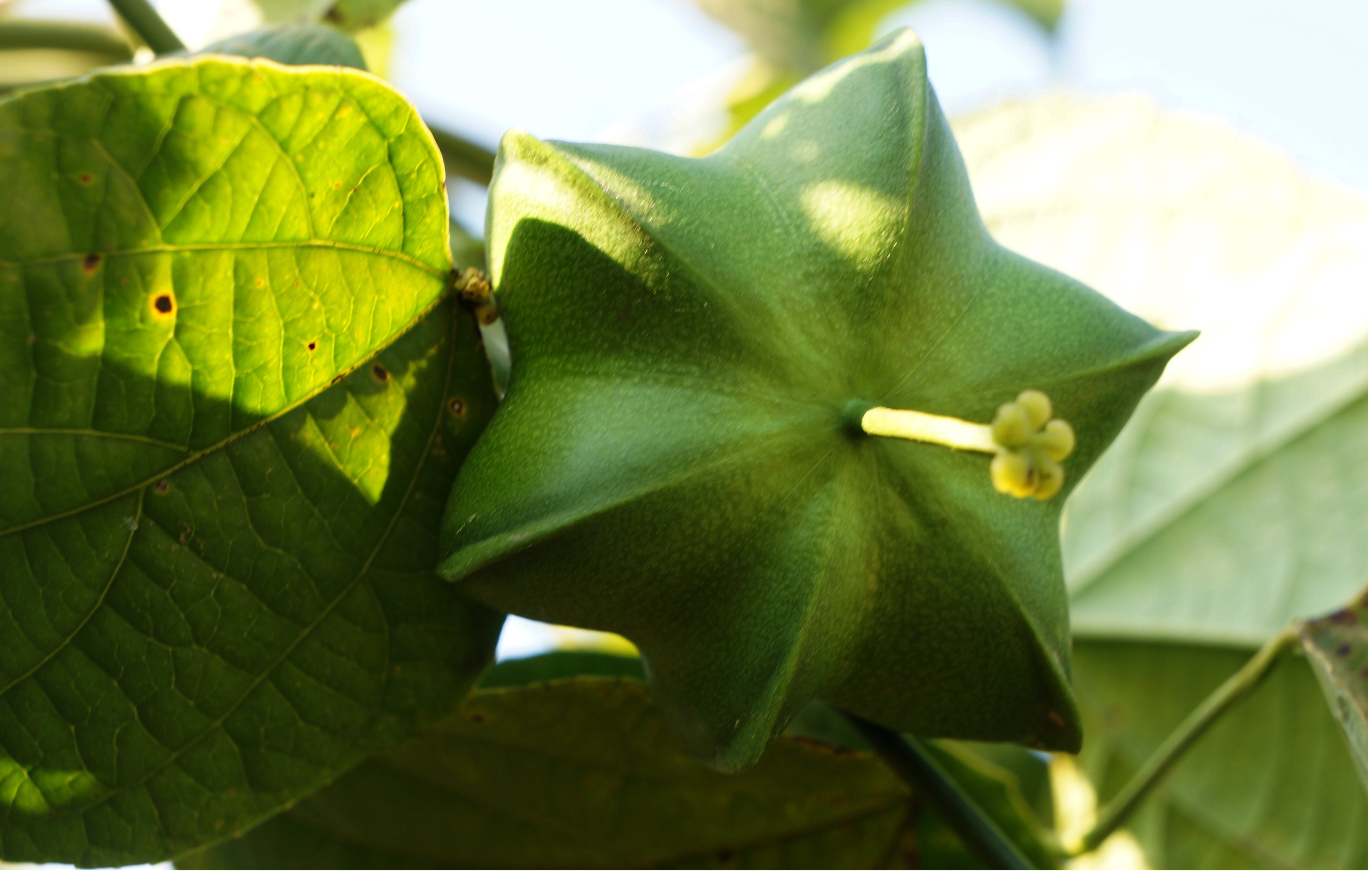 Exploring the beautiful vine fruit - iNEWS