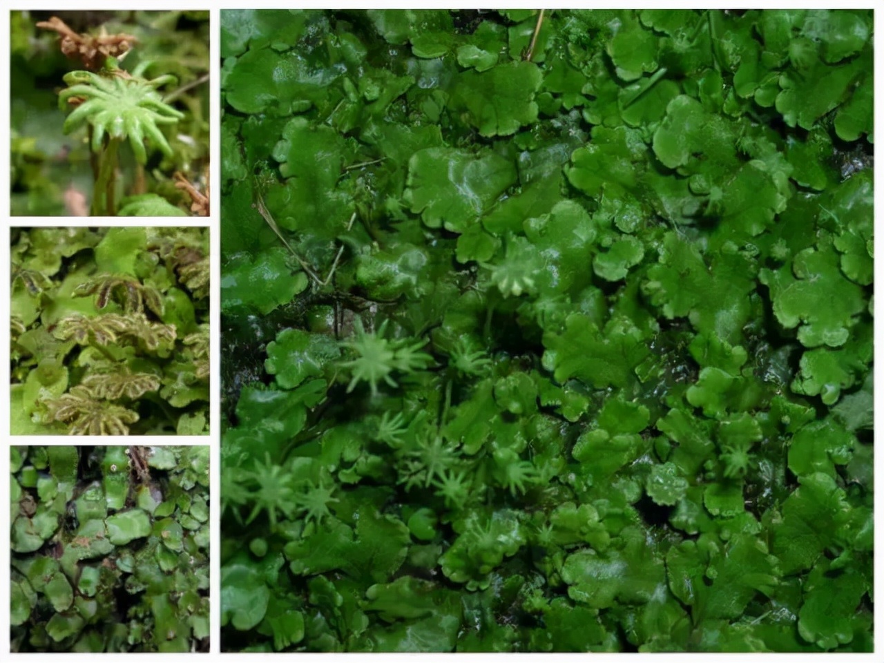 40 kinds of common bryophytes illustrated book, landscape plant ...