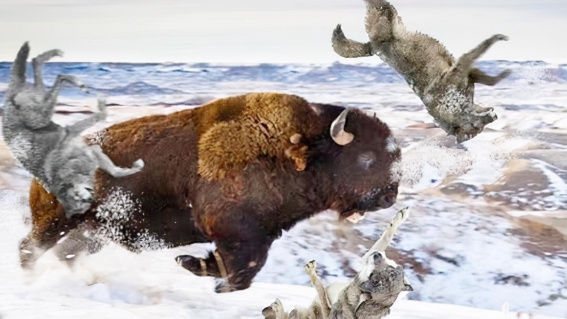 The wolf hunting encounters a bison, and more than 20 wolves trick a ...