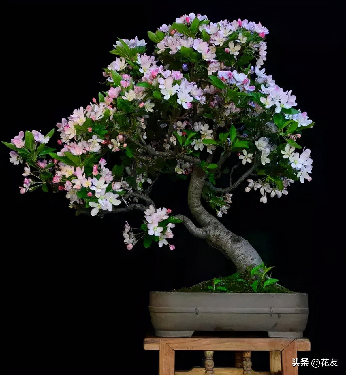 Begonia bonsai material, upper pot and shape, beautiful bonsai with ...