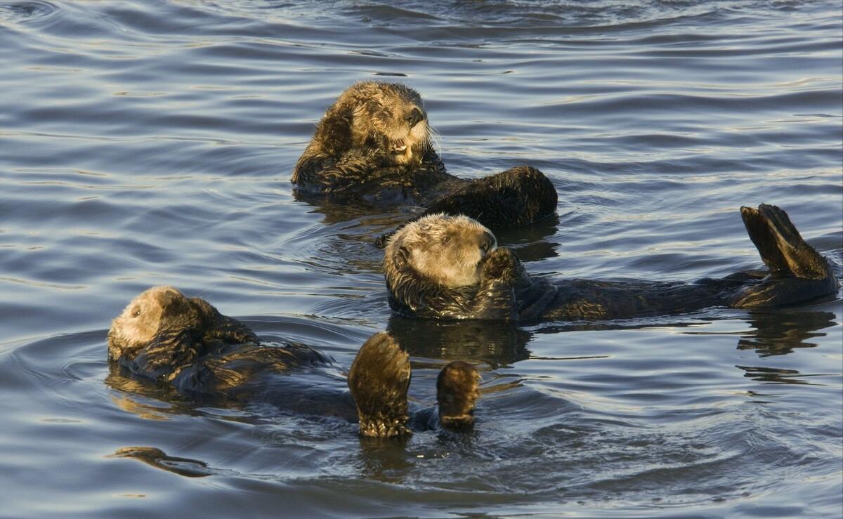 The Stella sea cow, 10 meters long and weighing 10 tons, was eaten to ...