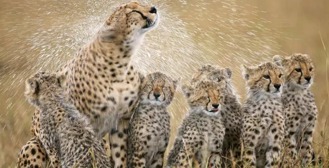 How do animals survive the rainstorm?The squirrel picked up the ...