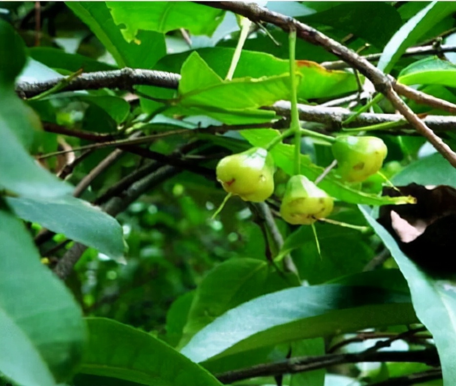 A kind of "Laughing Tree" in Africa, it laughs when the wind blows, and ...