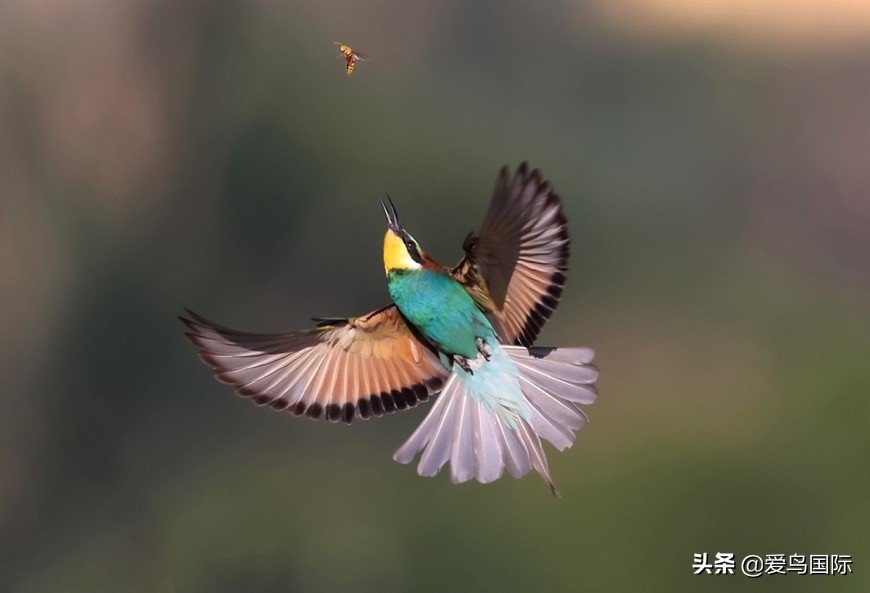 The beautiful hunter yellow-throated bee-eater in the Aventure lens - iNEWS