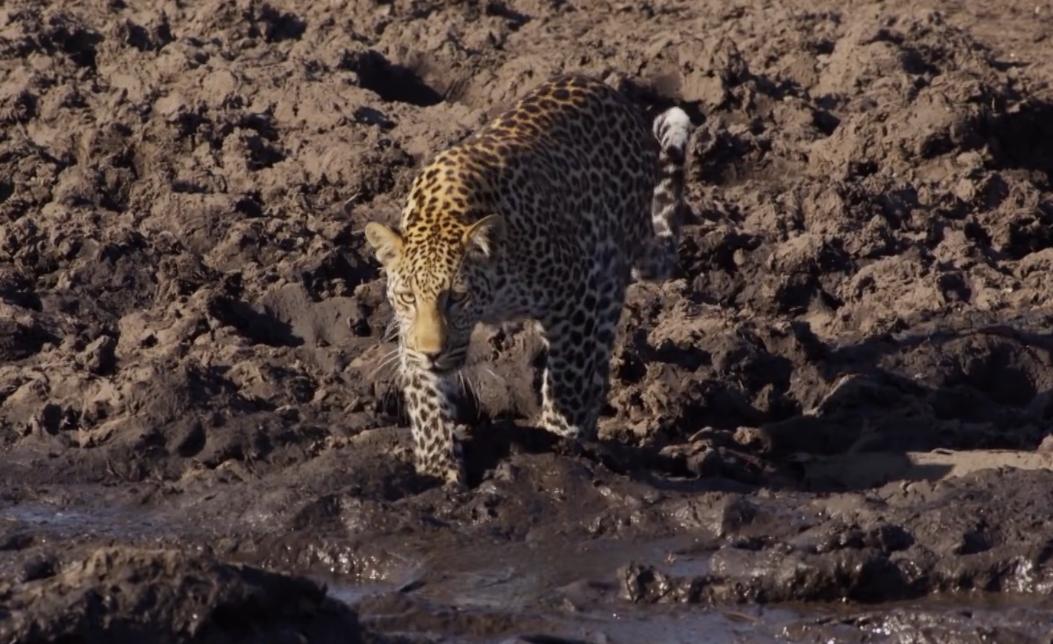 A cheetah claws a large catfish, drags it to the shore and kills a bite ...