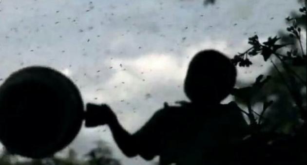 The hard African dish "mosquito cake", Chinese tourists dare not try ...