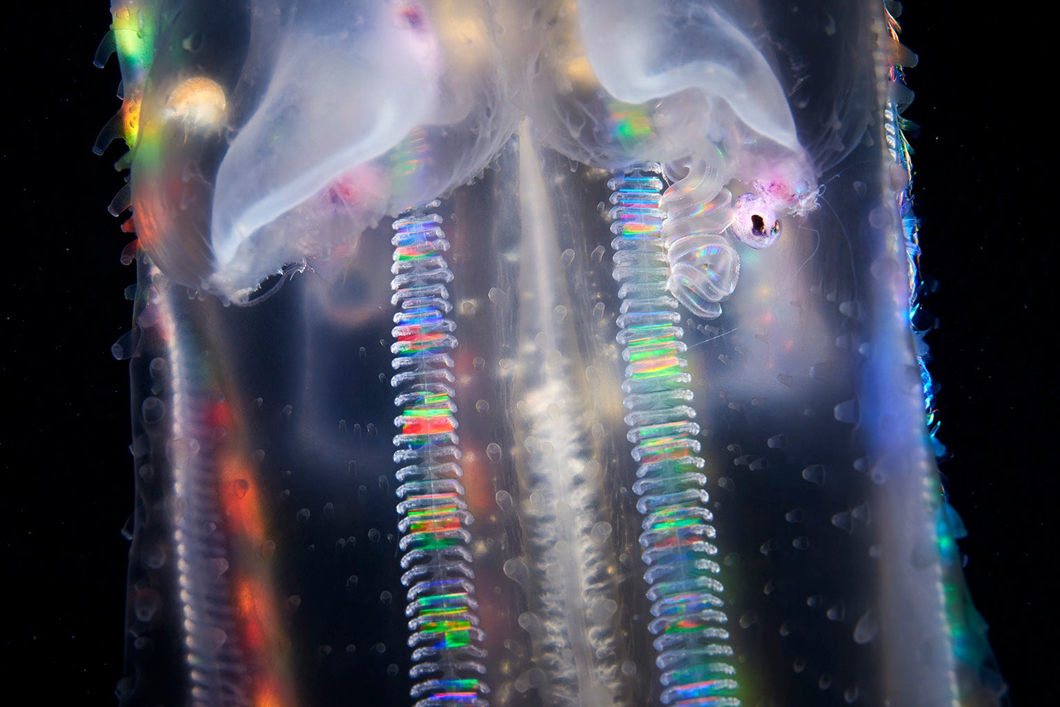 A wonder in the depths of the ocean!Rainbow colored centipede, fluffy ...