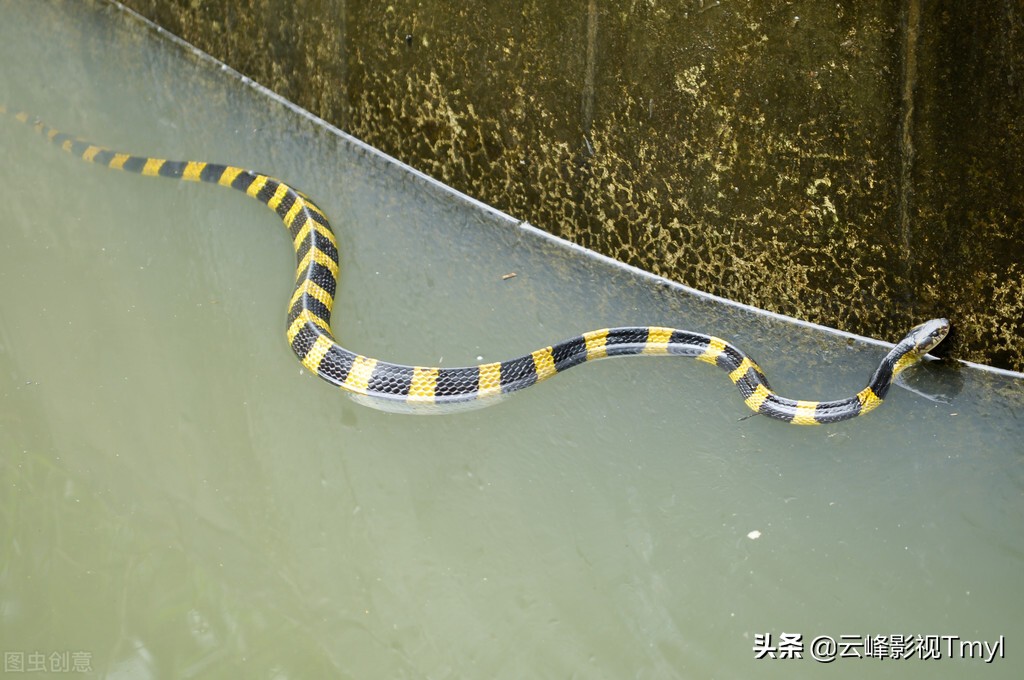 Golden ring snake, said to live in the habitat of gold and silver ...