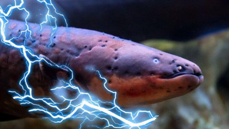 Why can electric eels emit 800 volts of high-voltage electricity?What happens if a crocodile ...