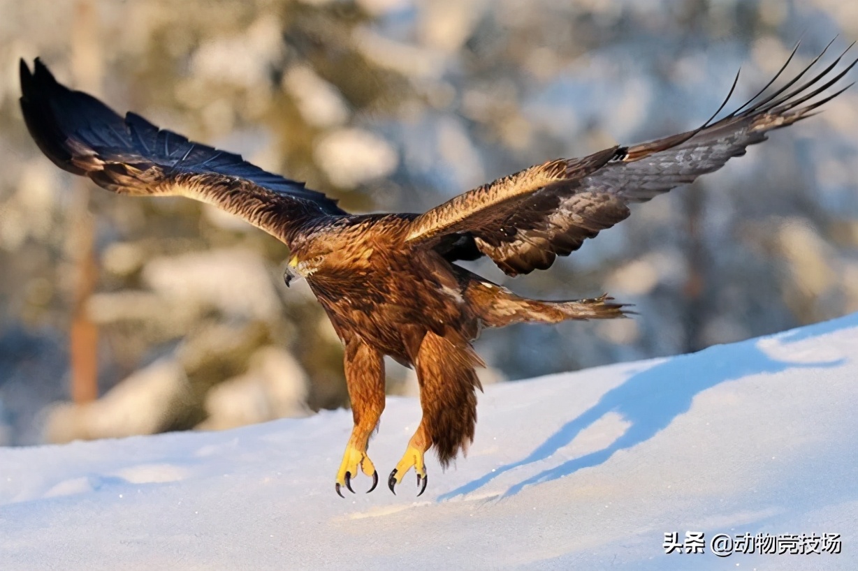 Africa's most ferocious raptor, with finger-length claws that easily ...