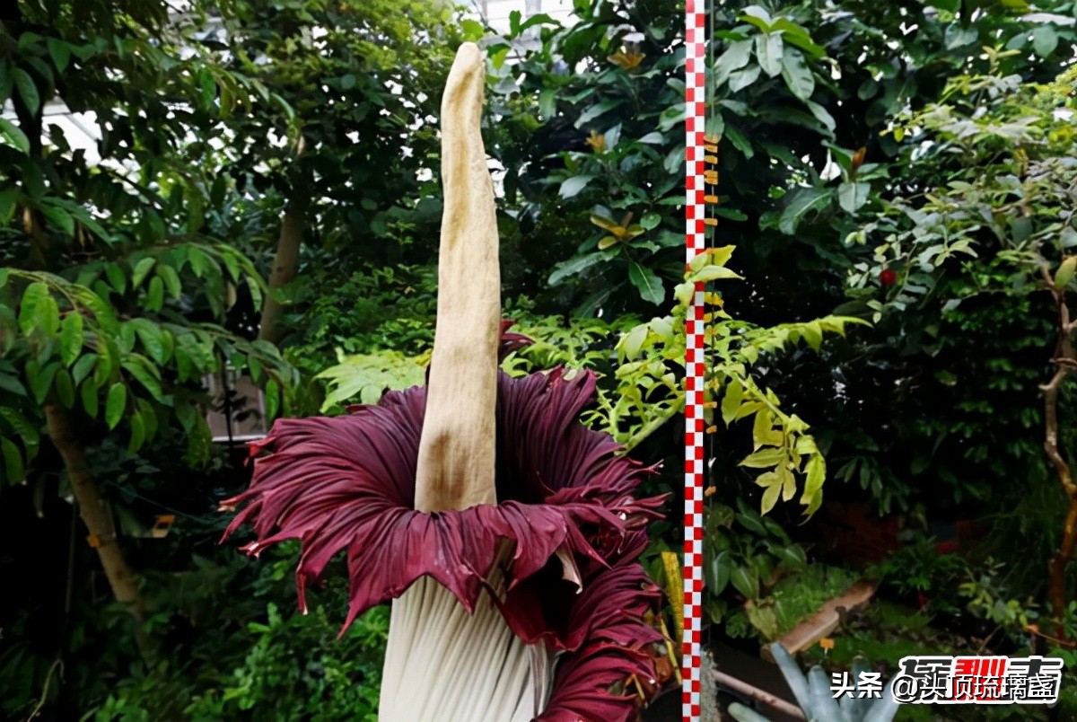 10 rare and precious plants in the world - iNEWS