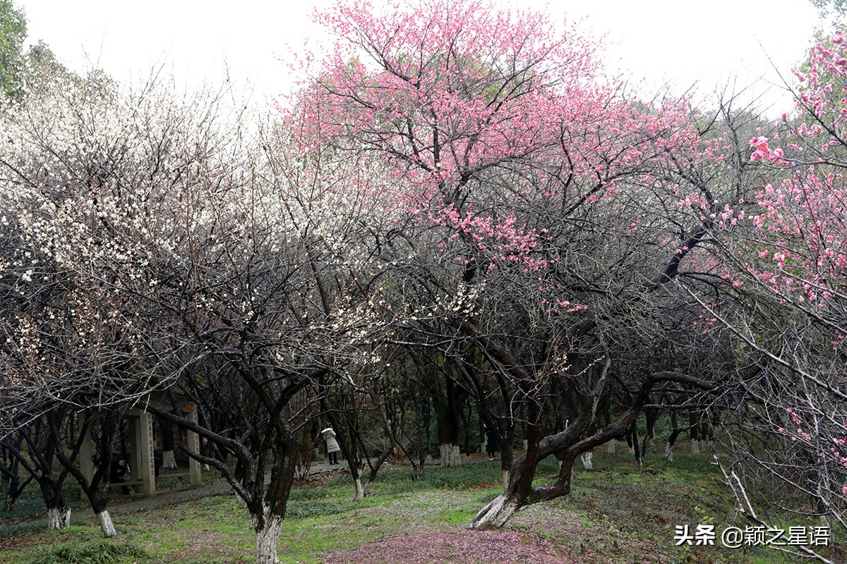 Yuyao Fifteen Ao Plum Garden, originated from Huang Zongxi, has a ...