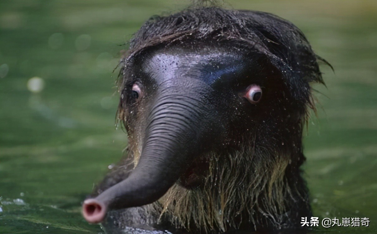 Smile!20 most wretched animal facial expressions photos, familiar with ...