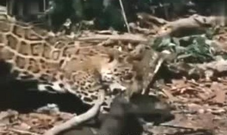 Are big cats afraid of pythons? - iNEWS