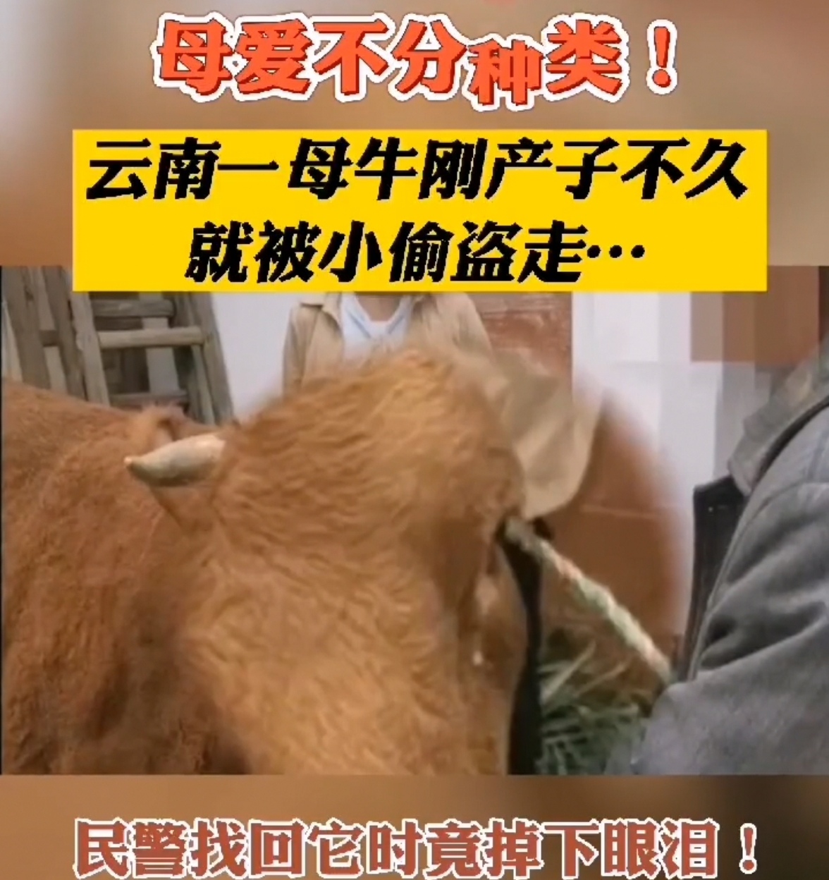 No matter what kind of maternal love!The Yunnan cow was stolen just ...