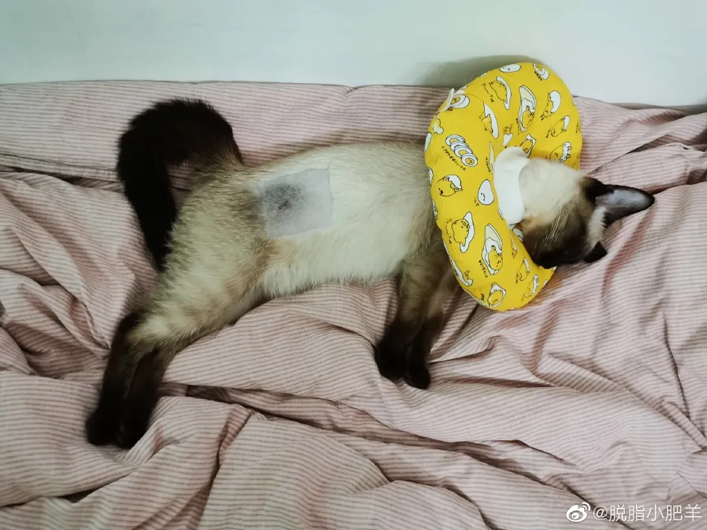 The Siamese cat becomes a "patch cat" in seconds after shaved!The ...