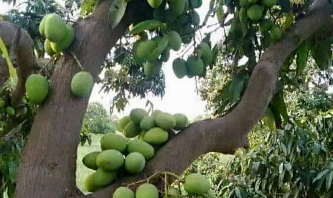Indian farmers grow magical mangoes, which look like apples and eat ...